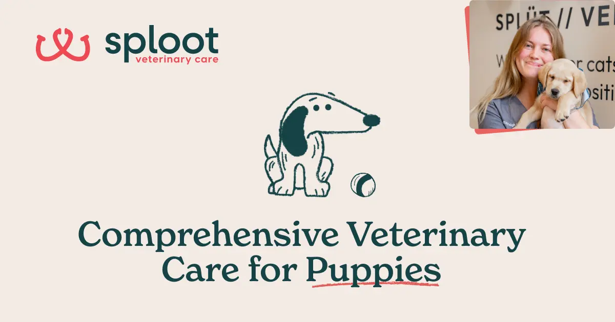 Puppy Wellness Plans and Vaccination Guidance - Sploot Vets